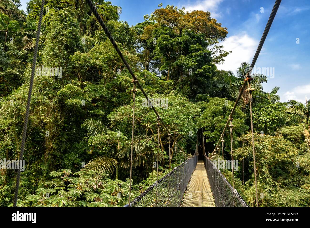 Hanging bridge in the jungle Stock Photo - Alamy