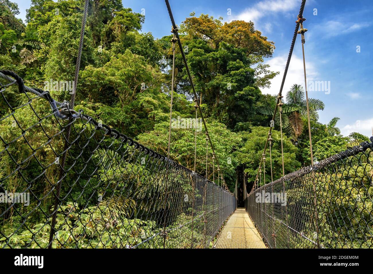 Hanging bridge in the jungle Stock Photo - Alamy