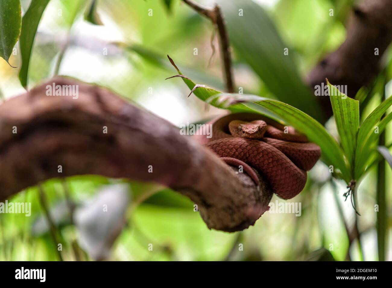 Viperish hi-res stock photography and images - Alamy