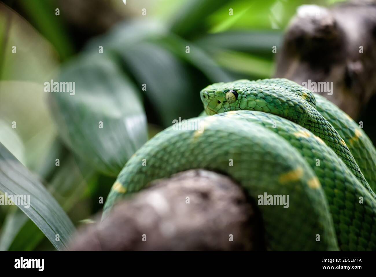 Pit viper conservation hi-res stock photography and images - Alamy