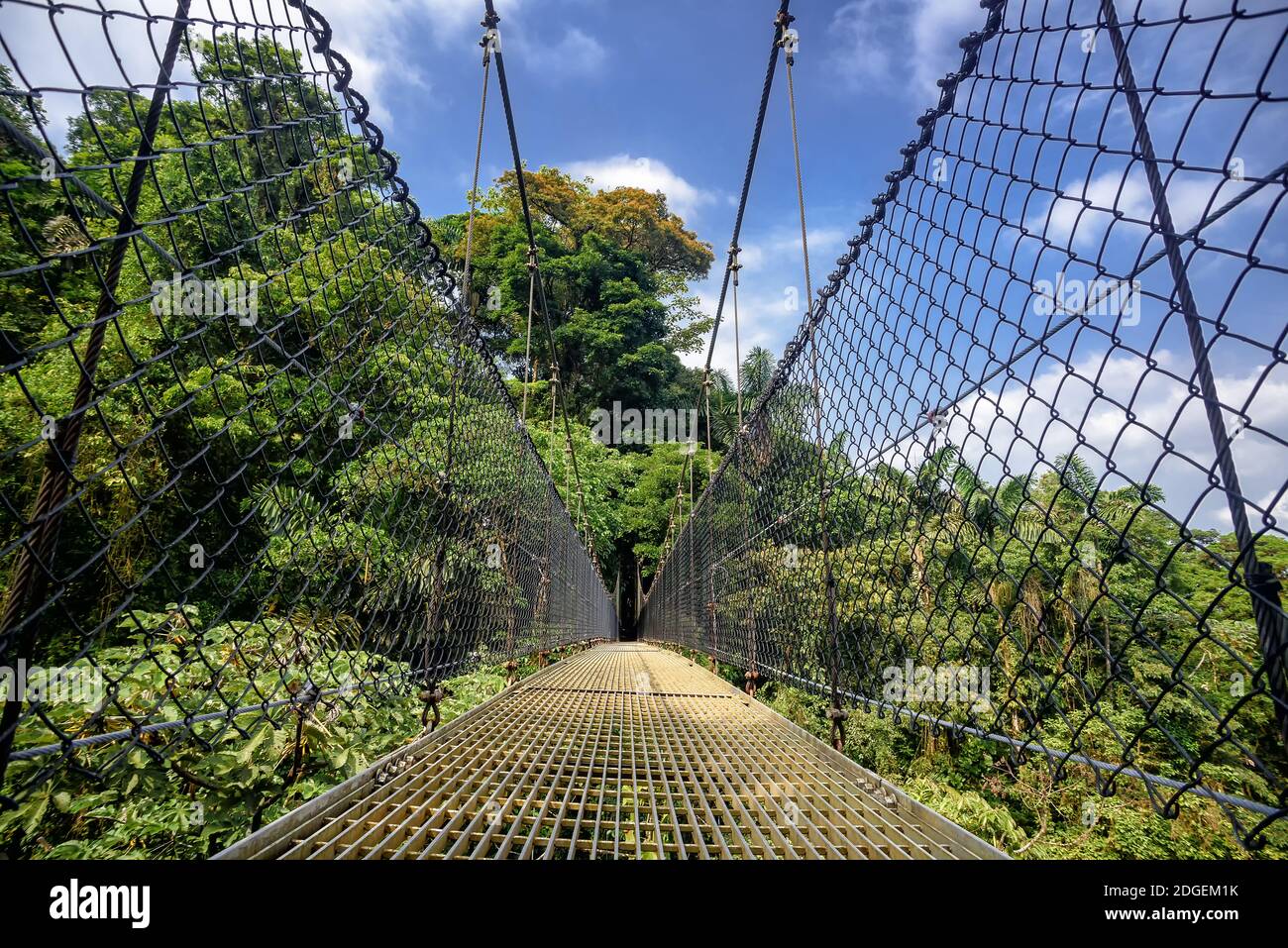 Hanging bridge in the jungle Stock Photo - Alamy