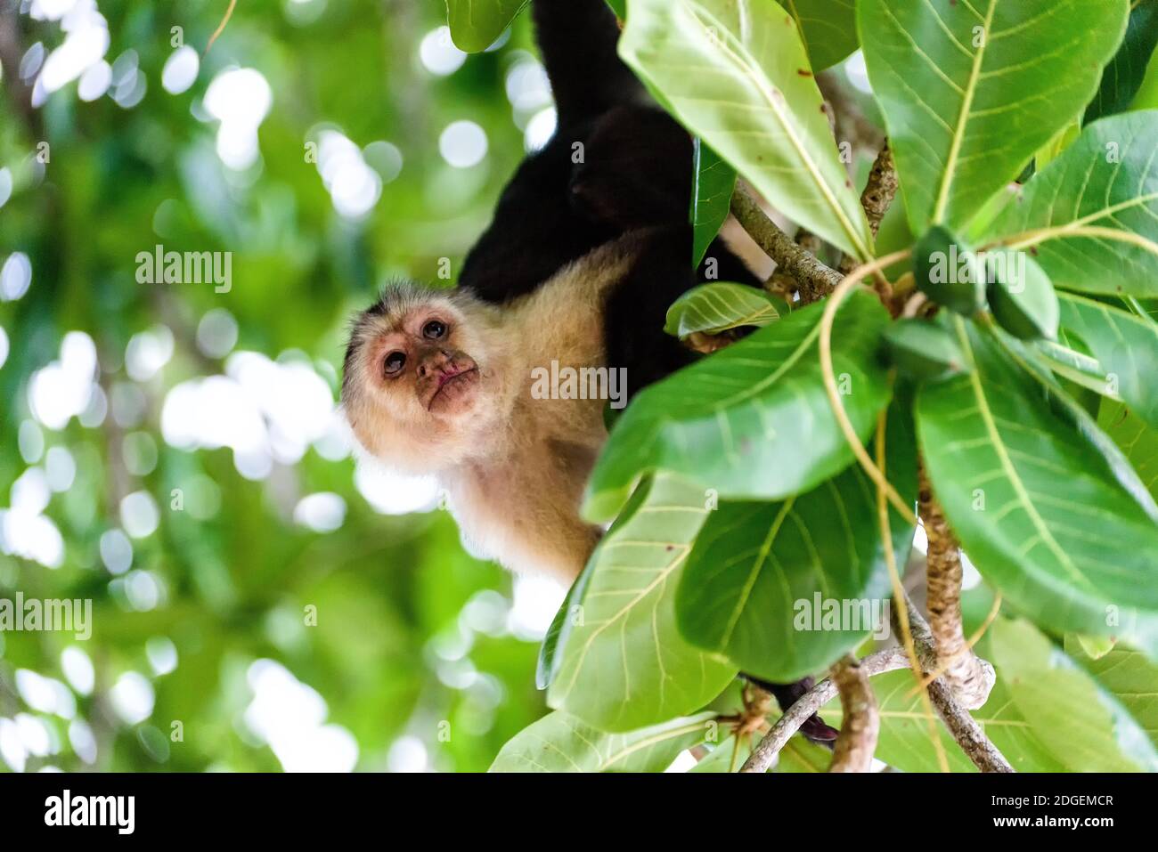 Monkey observation hi-res stock photography and images - Alamy