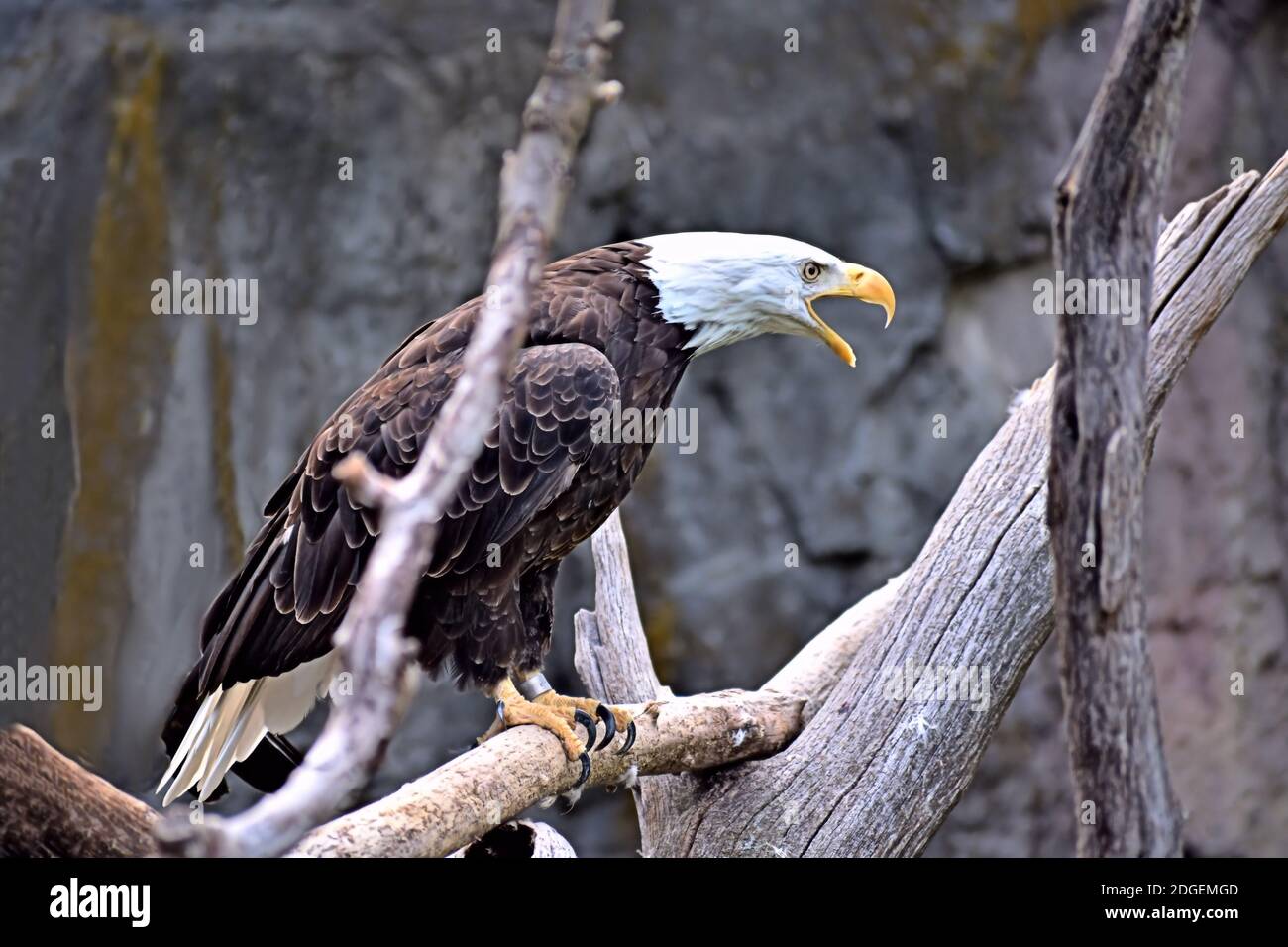 Powerful Bald Eagle perched on a branch gives a menacing scream Stock ...