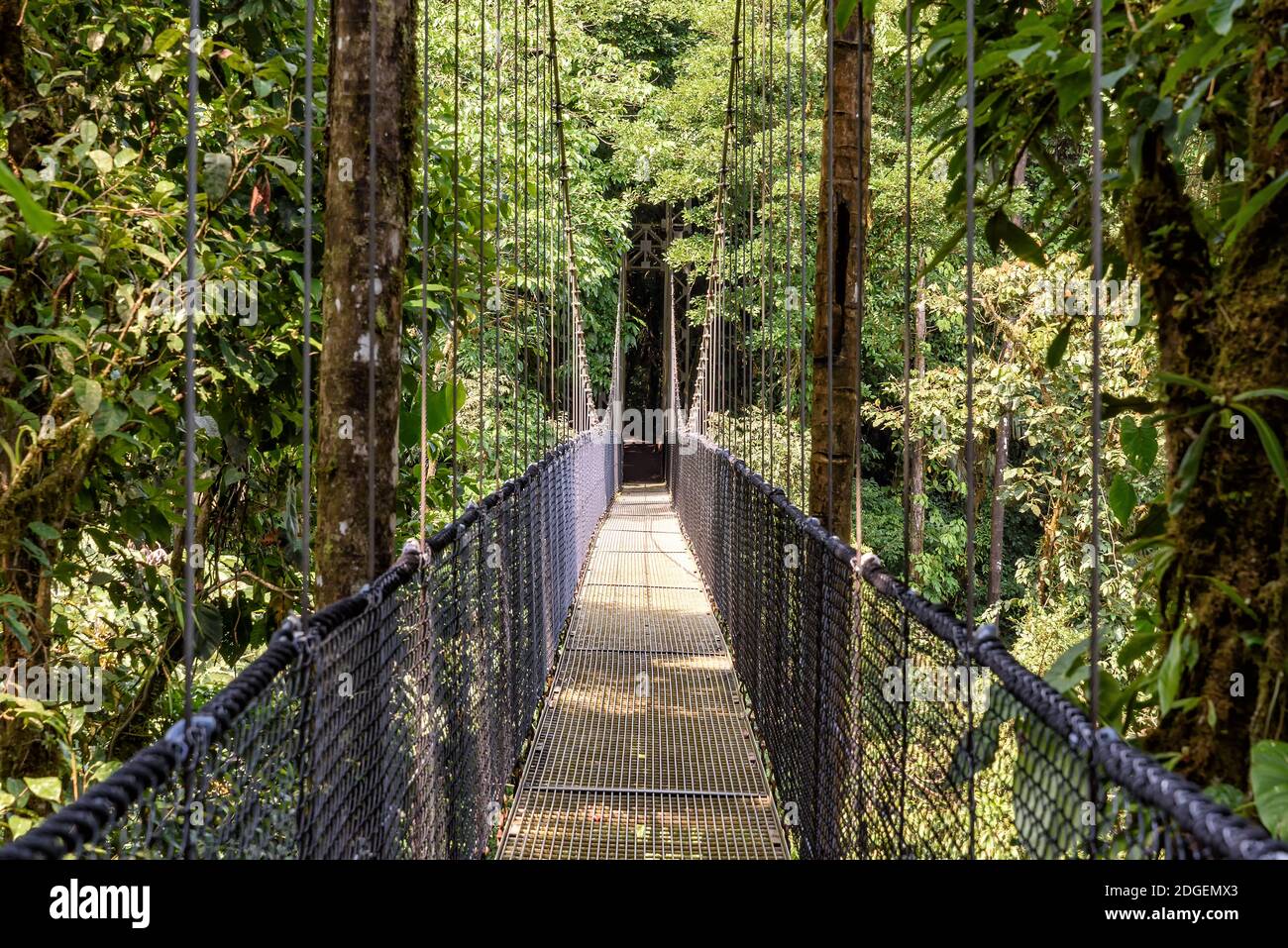 Hanging bridge in the jungle Stock Photo - Alamy