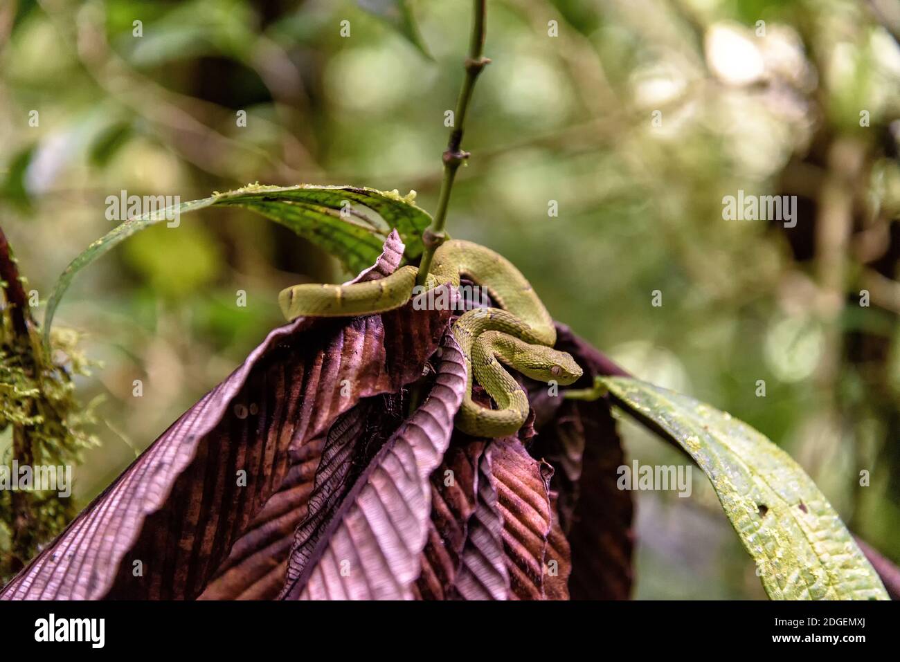 Pit viper in the jungle Stock Photo - Alamy