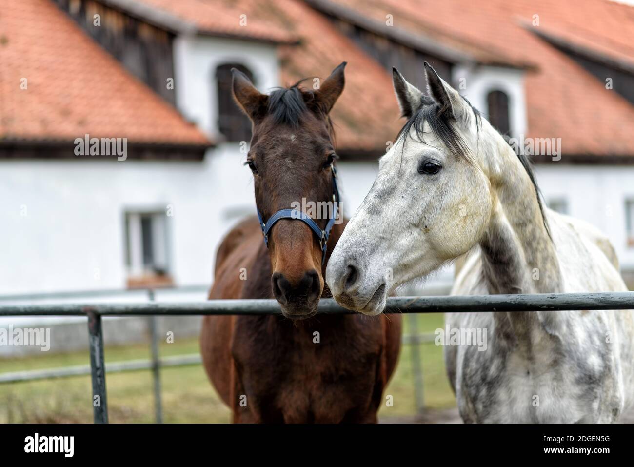 Horses on a paddock Stock Photo - Alamy