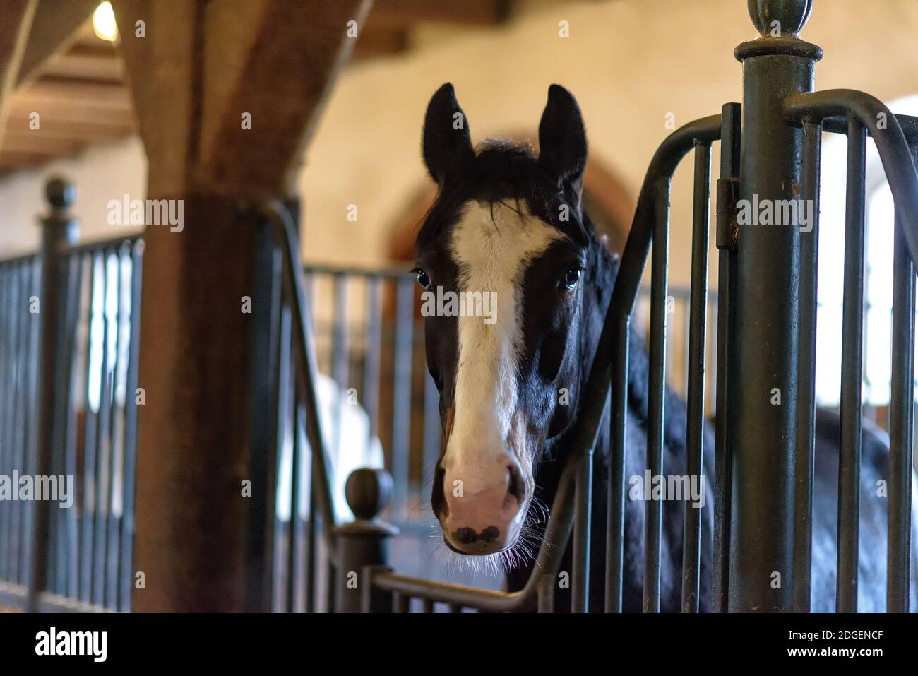 Horse in a stable Stock Photo - Alamy