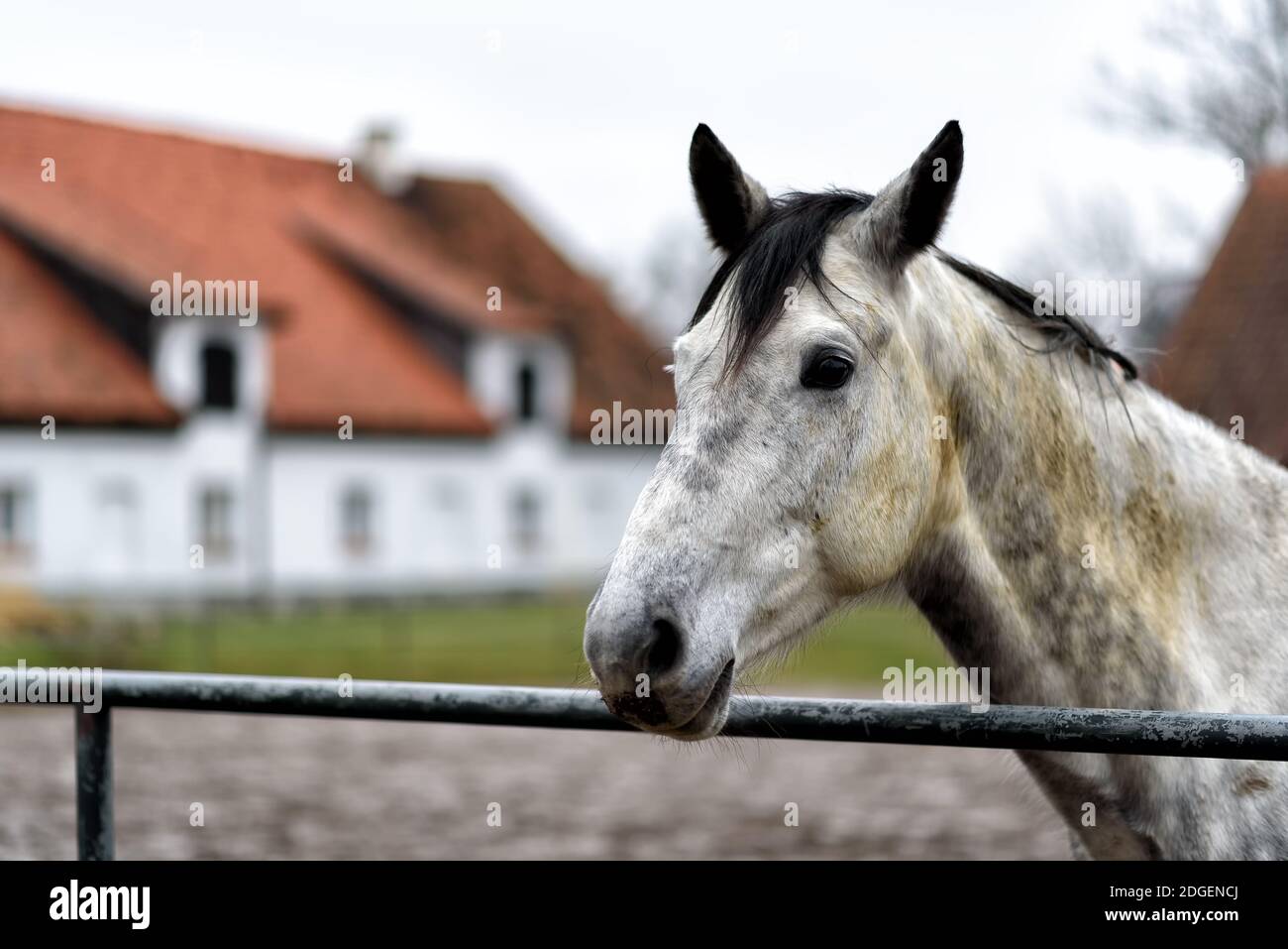 Pedigreed horse hi-res stock photography and images - Alamy