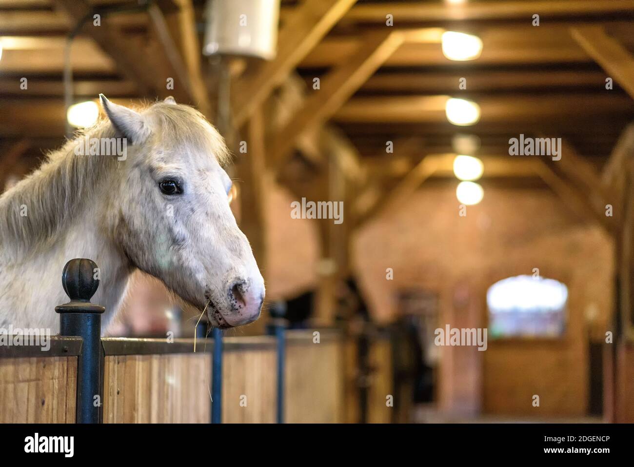 Horse in a stable Stock Photo - Alamy