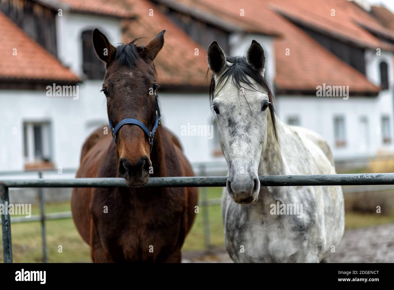 Horses on a paddock Stock Photo - Alamy