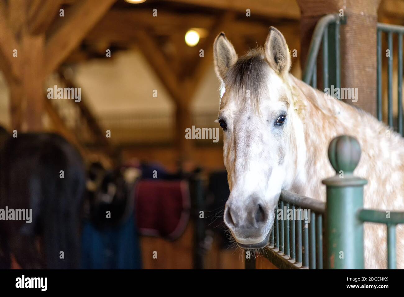 Horse in a stable Stock Photo - Alamy