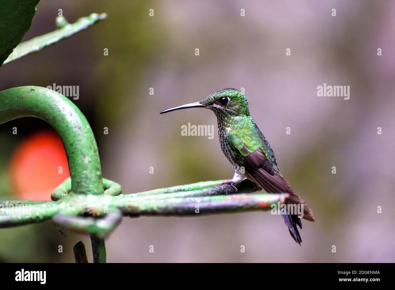 Hummingbird in the jungle in central america Stock Photo - Alamy