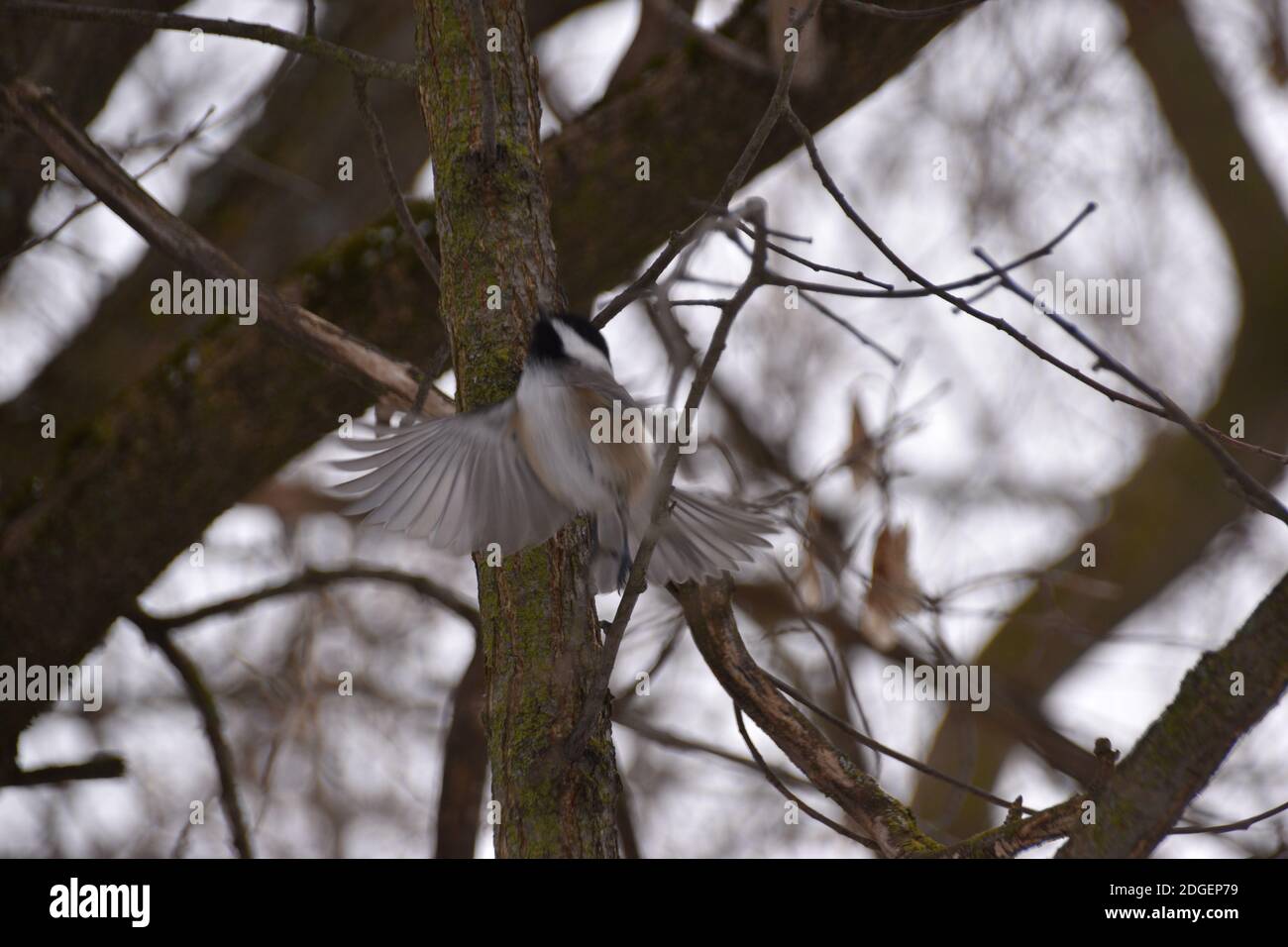 Chickadee birds hi-res stock photography and images - Alamy