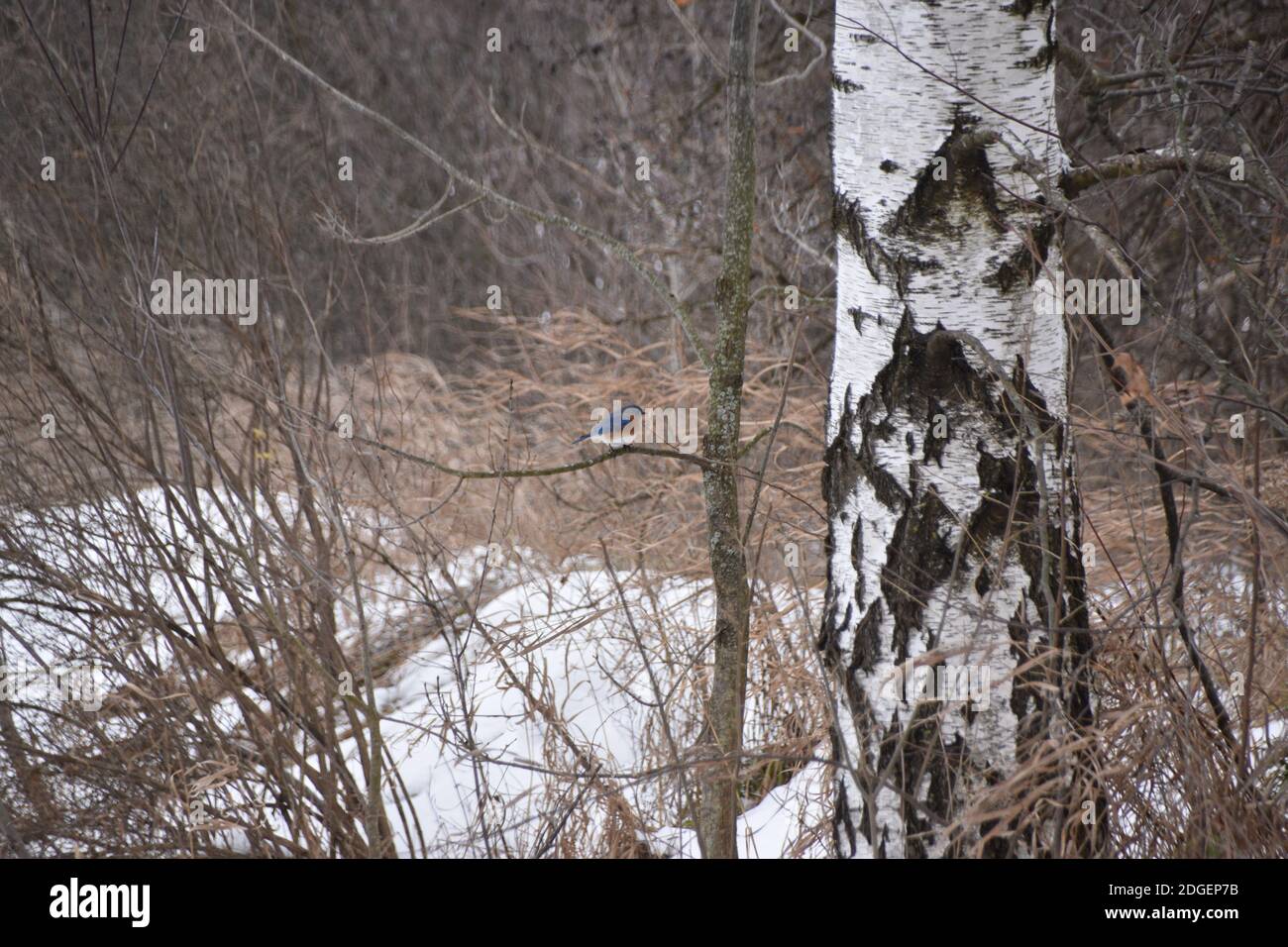 Eastern blue bird photography hi-res stock photography and images - Alamy