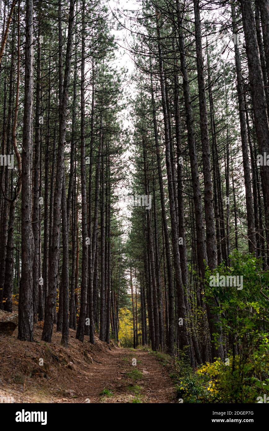 Symmetrical tree hi-res stock photography and images - Alamy
