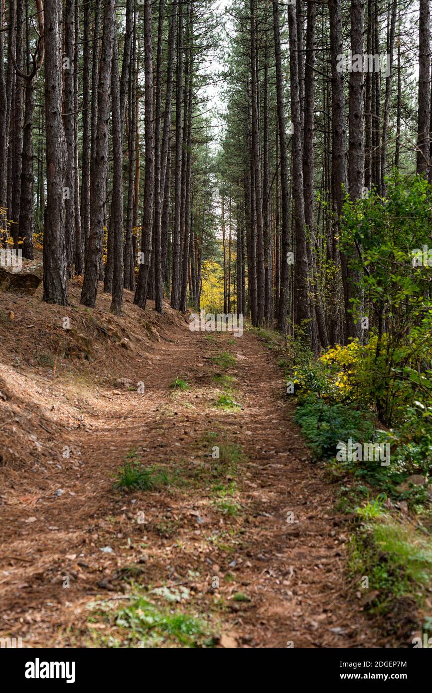 Natural looking autumn forest high symmetrical tree trunks path road ...