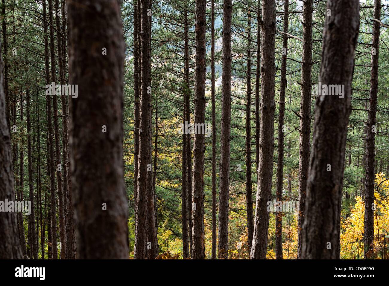 Natural looking autumn forest high symmetrical tree trunks path road ...