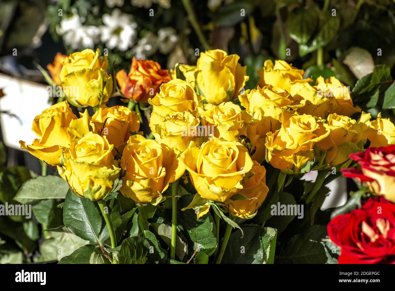 Bunch of roses on a market Stock Photo - Alamy