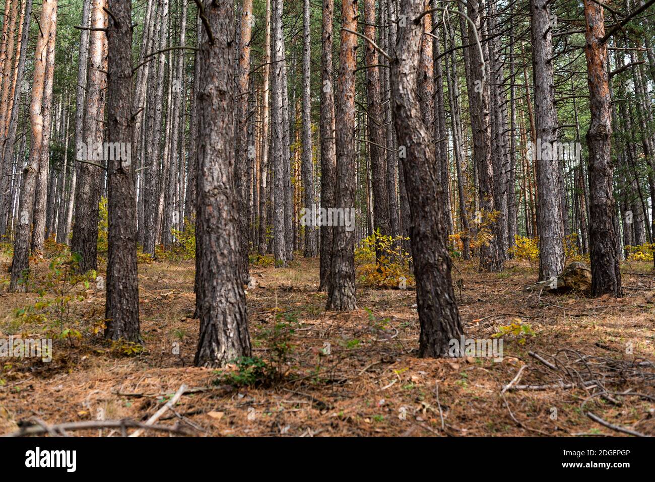 Natural looking autumn forest high symmetrical tree trunks path road ...