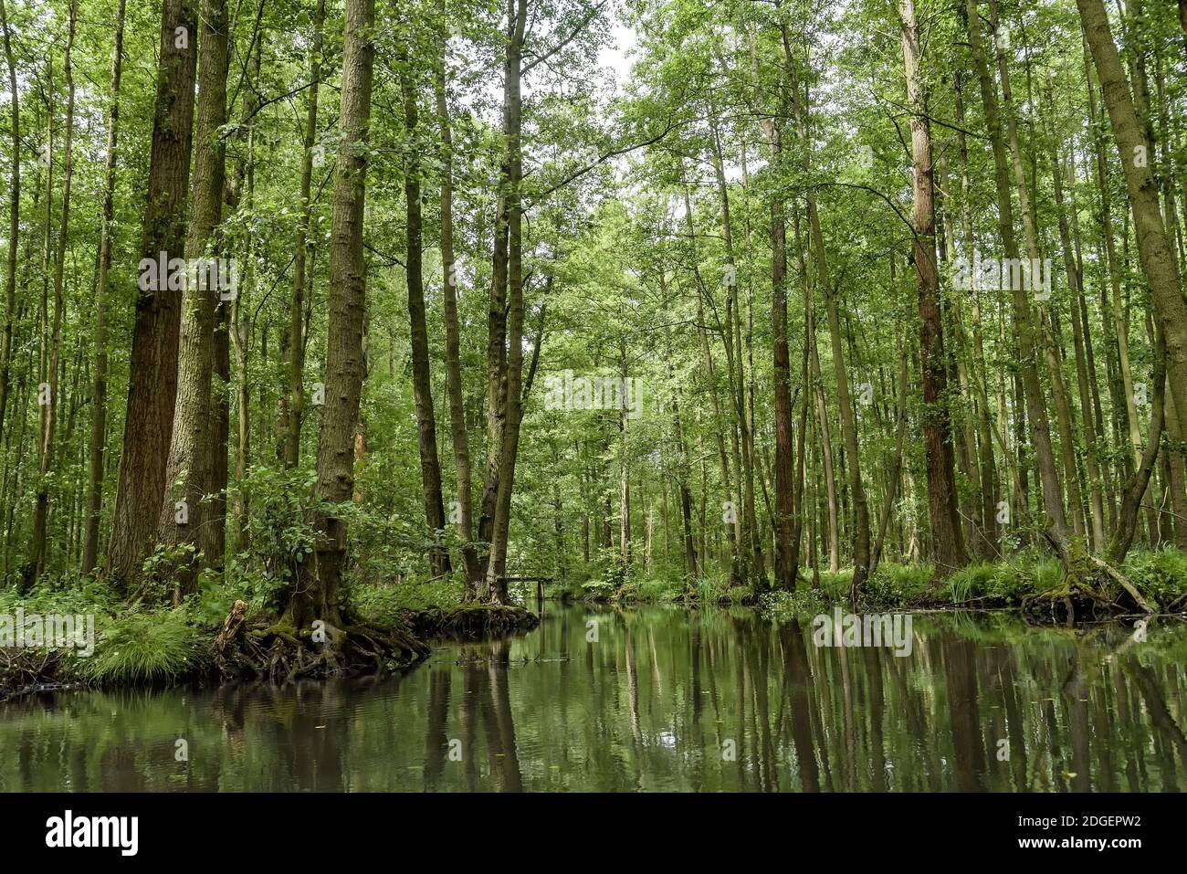 Landscape in the Spreewald in Brandenburg in Germany Stock Photo - Alamy
