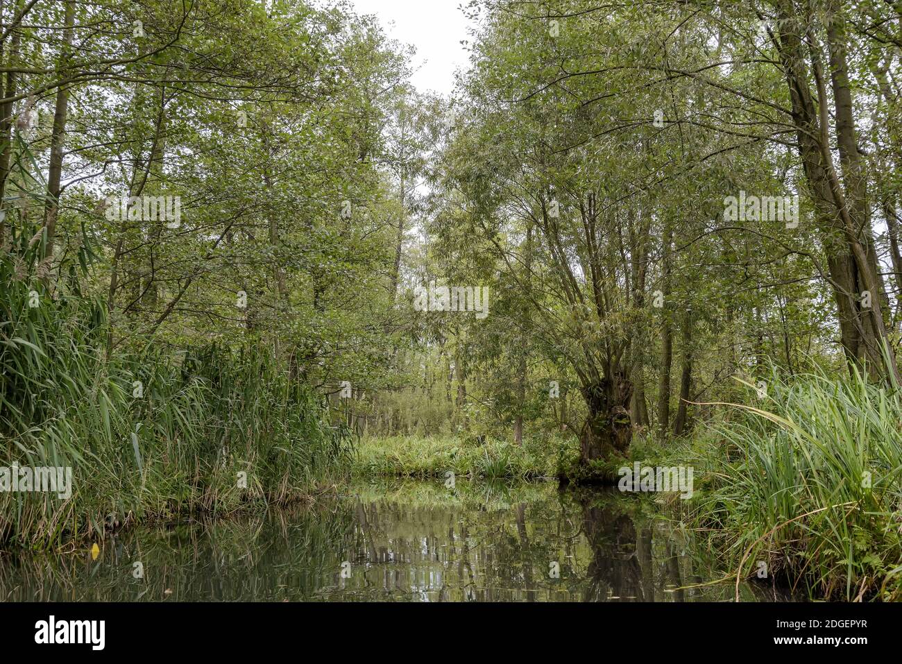 Landscape in the Spreewald in Brandenburg in Germany Stock Photo - Alamy