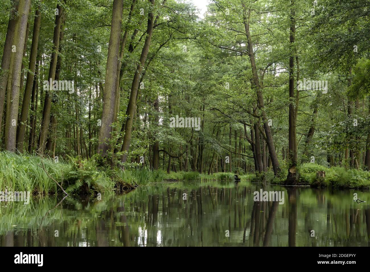 Landscape in the Spreewald in Brandenburg in Germany Stock Photo - Alamy