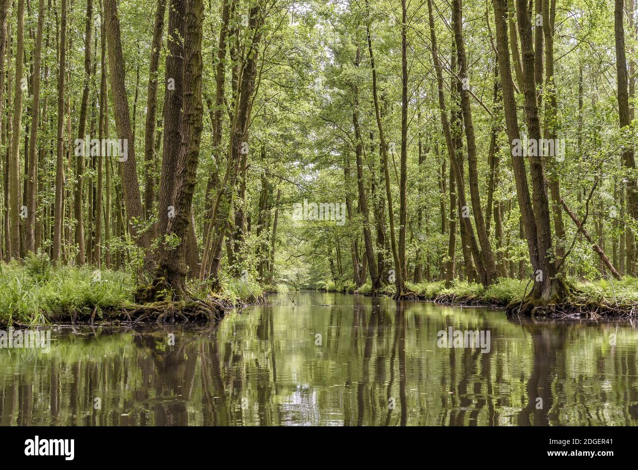 Landscape in the Spreewald in Brandenburg in Germany Stock Photo - Alamy