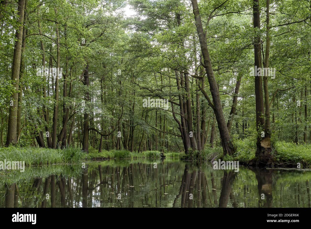Landscape in the Spreewald in Brandenburg in Germany Stock Photo - Alamy