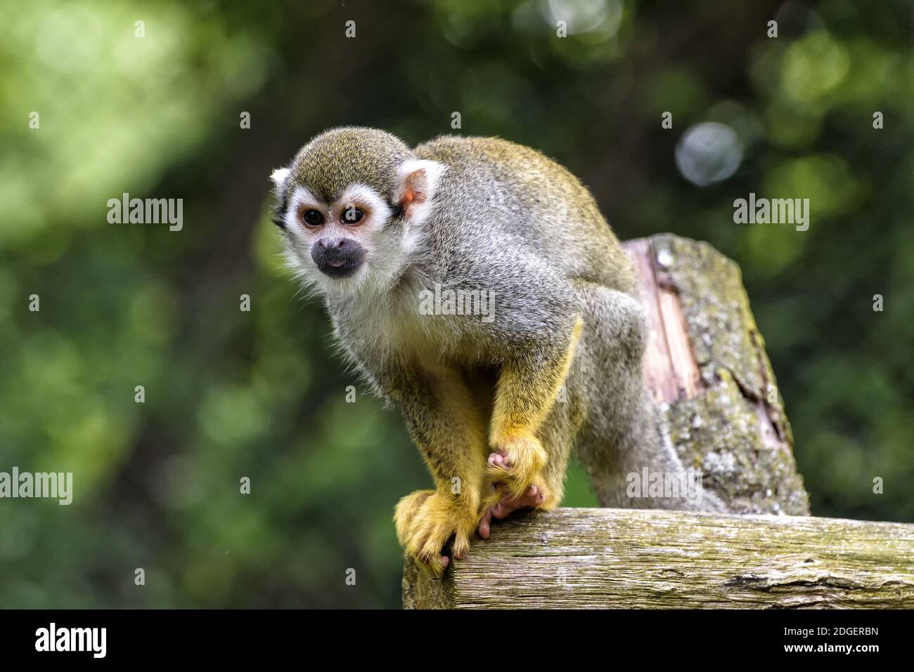 Squirrel monkey in south america Stock Photo - Alamy