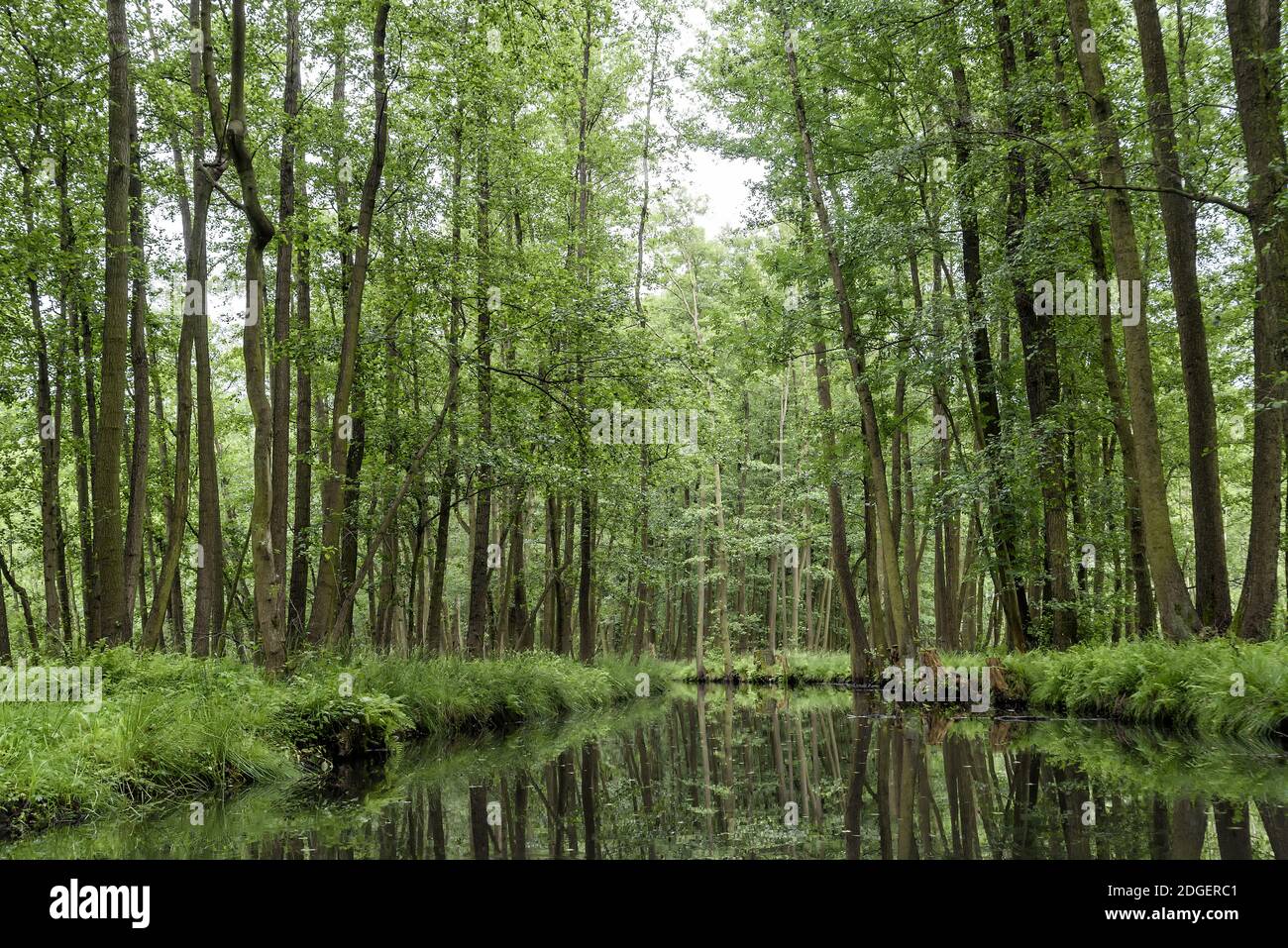 Landscape in the Spreewald in Brandenburg in Germany Stock Photo - Alamy