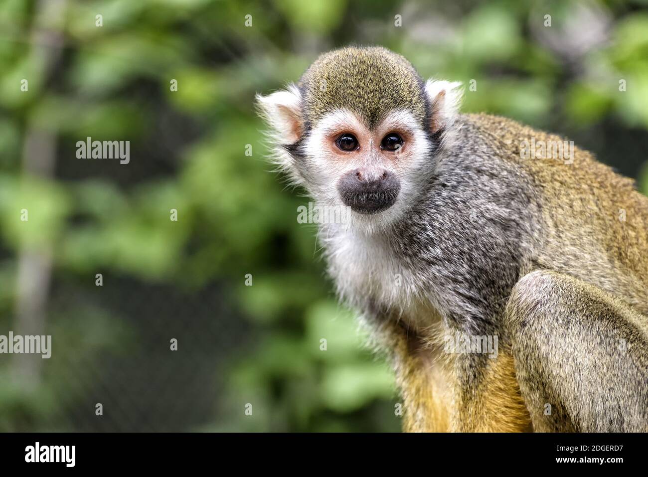 Monkey squirrel hi-res stock photography and images - Alamy