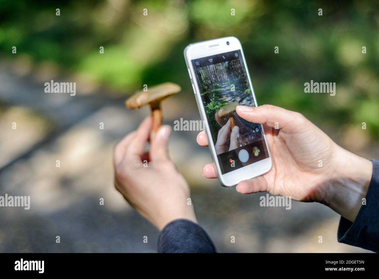 Mushroom picker taking a photo Stock Photo - Alamy