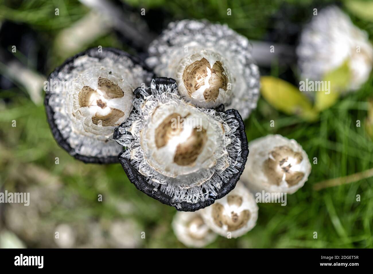 Shaggy ink caps hi-res stock photography and images - Alamy