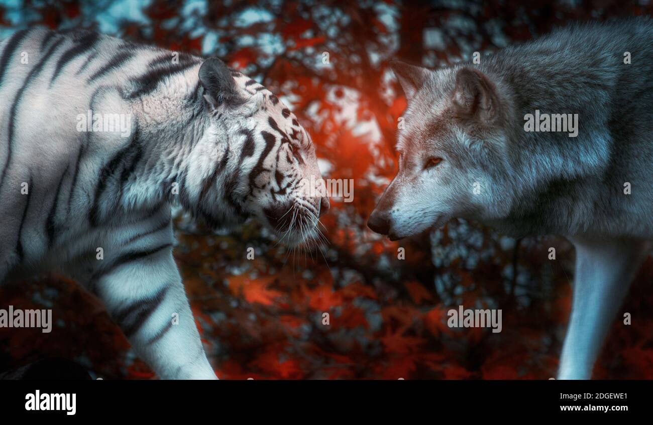Tiger Vs Wolf