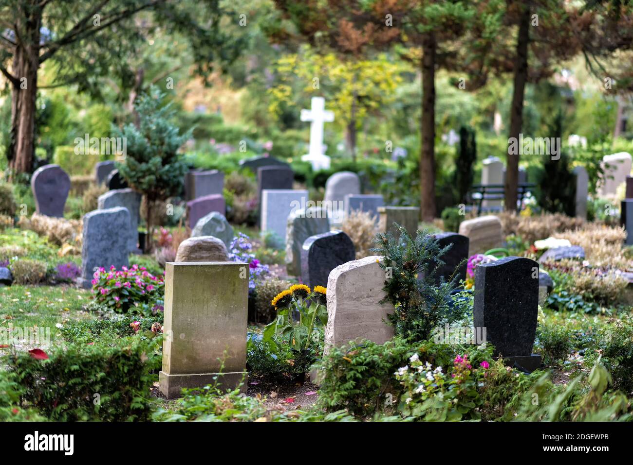 Poppy cemetery gravestone cross hi-res stock photography and images - Alamy