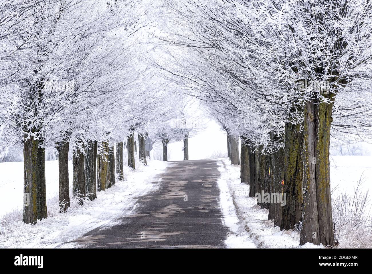 Alley in Masuria in Winter Stock Photo - Alamy