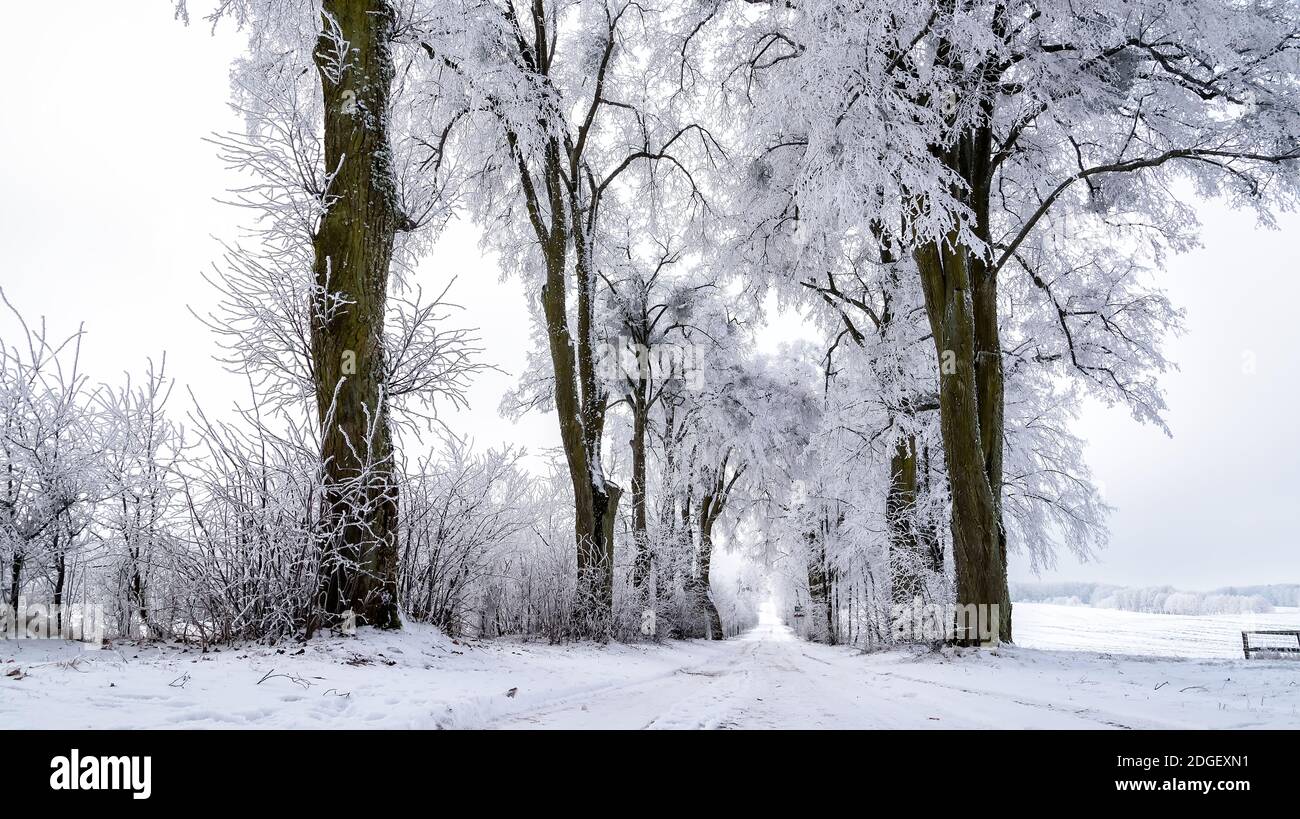 Alley in Masuria in Winter Stock Photo - Alamy