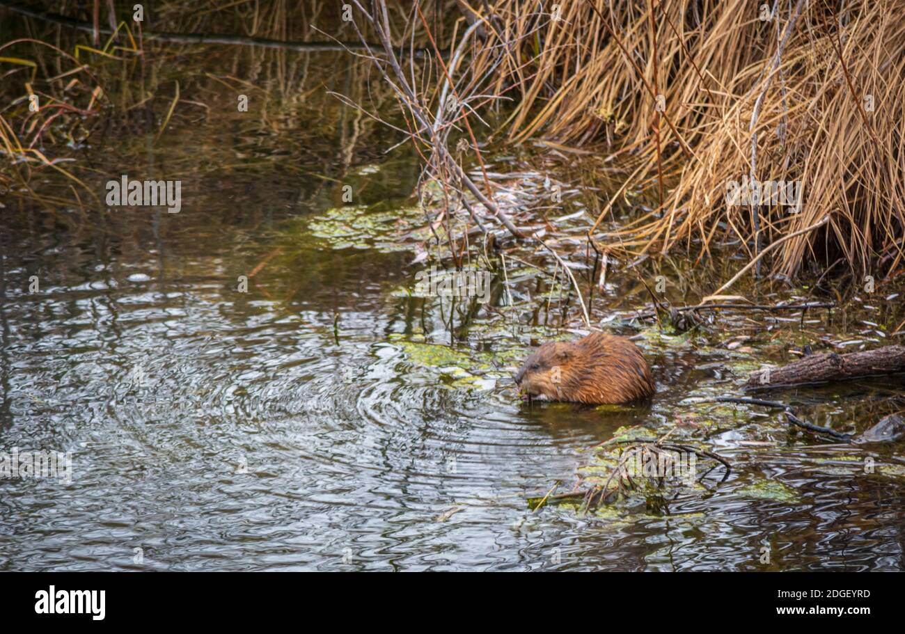 Muskrat habitat photo hi-res stock photography and images - Alamy