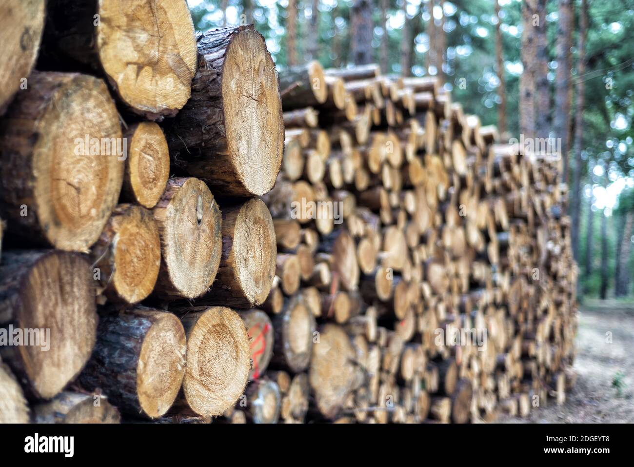 Pieces of wood after cutting Stock Photo - Alamy