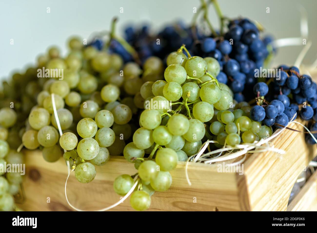 Fresh wine grapes after the harvest Stock Photo - Alamy