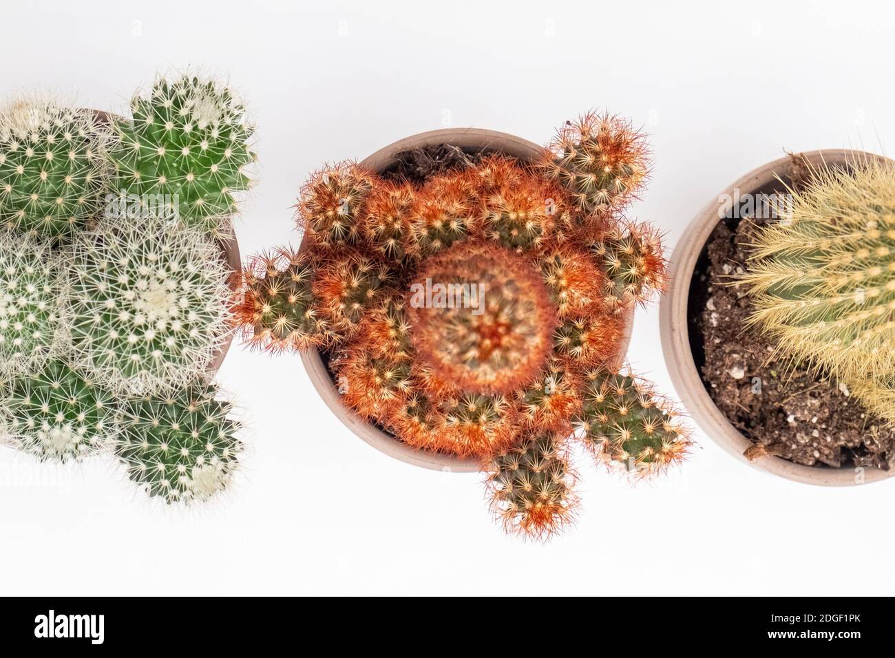 Collection of various cactus in stone pots Stock Photo - Alamy