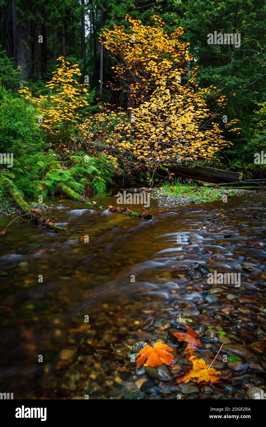 Maple creek hi-res stock photography and images - Alamy
