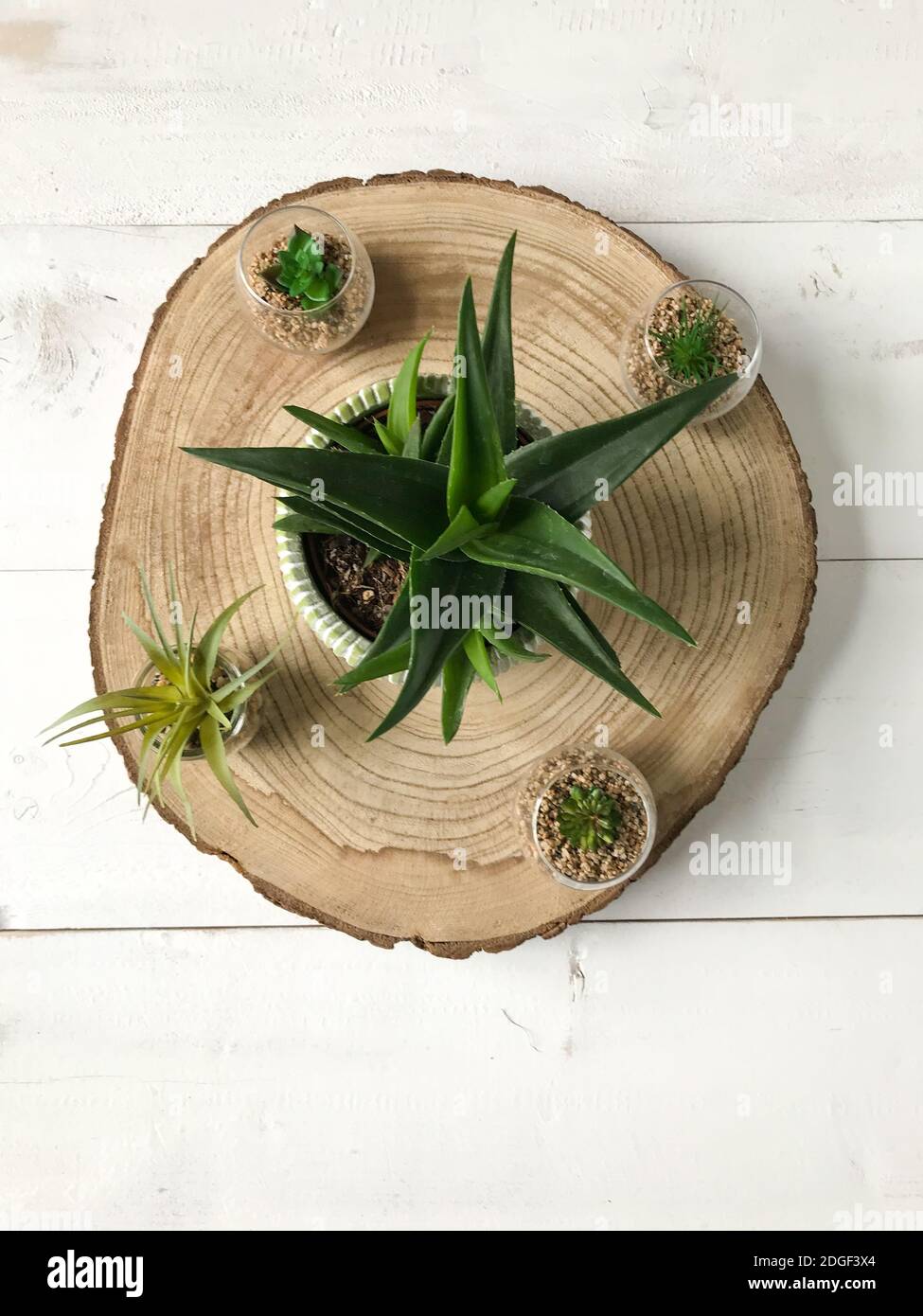 Flat flowering plants hi-res stock photography and images - Alamy