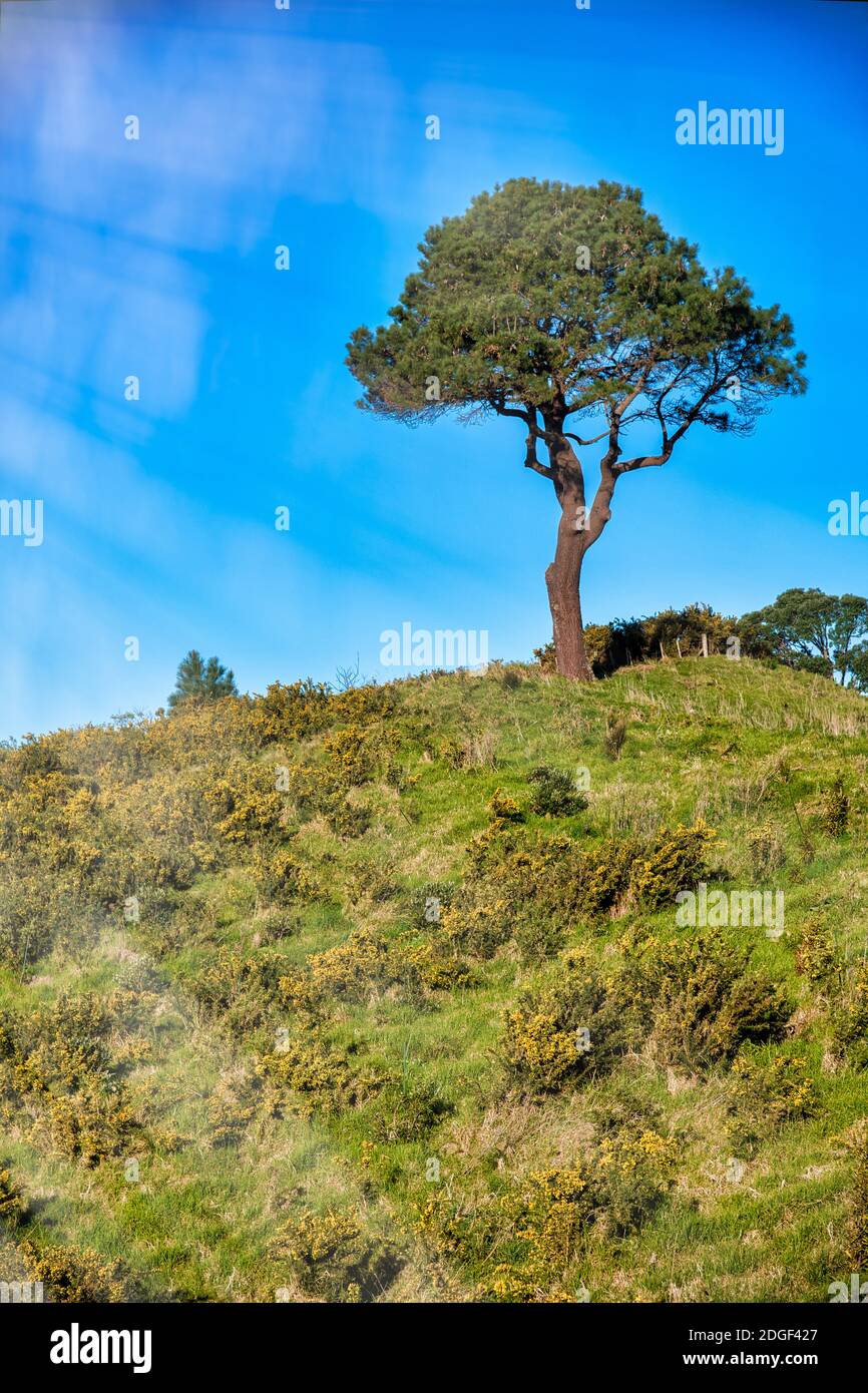 New zealand conifer tree hi-res stock photography and images - Alamy