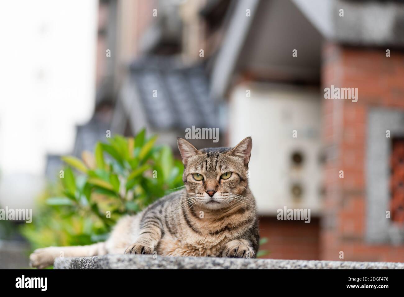Stray fat tabby cat Stock Photo - Alamy