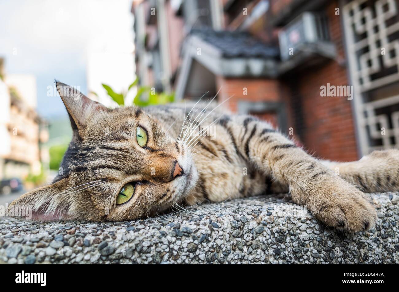 Stray fat tabby cat Stock Photo - Alamy