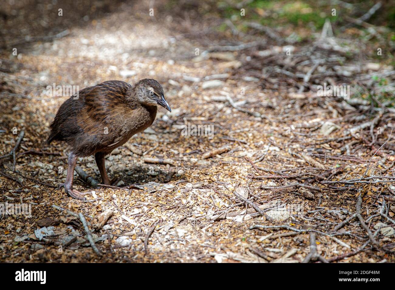 Weka Bird