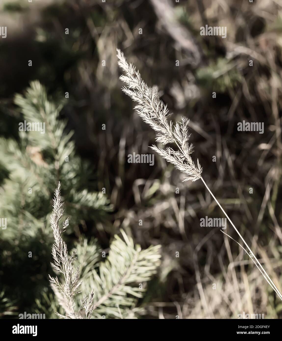Dead grass stalk hi-res stock photography and images - Alamy