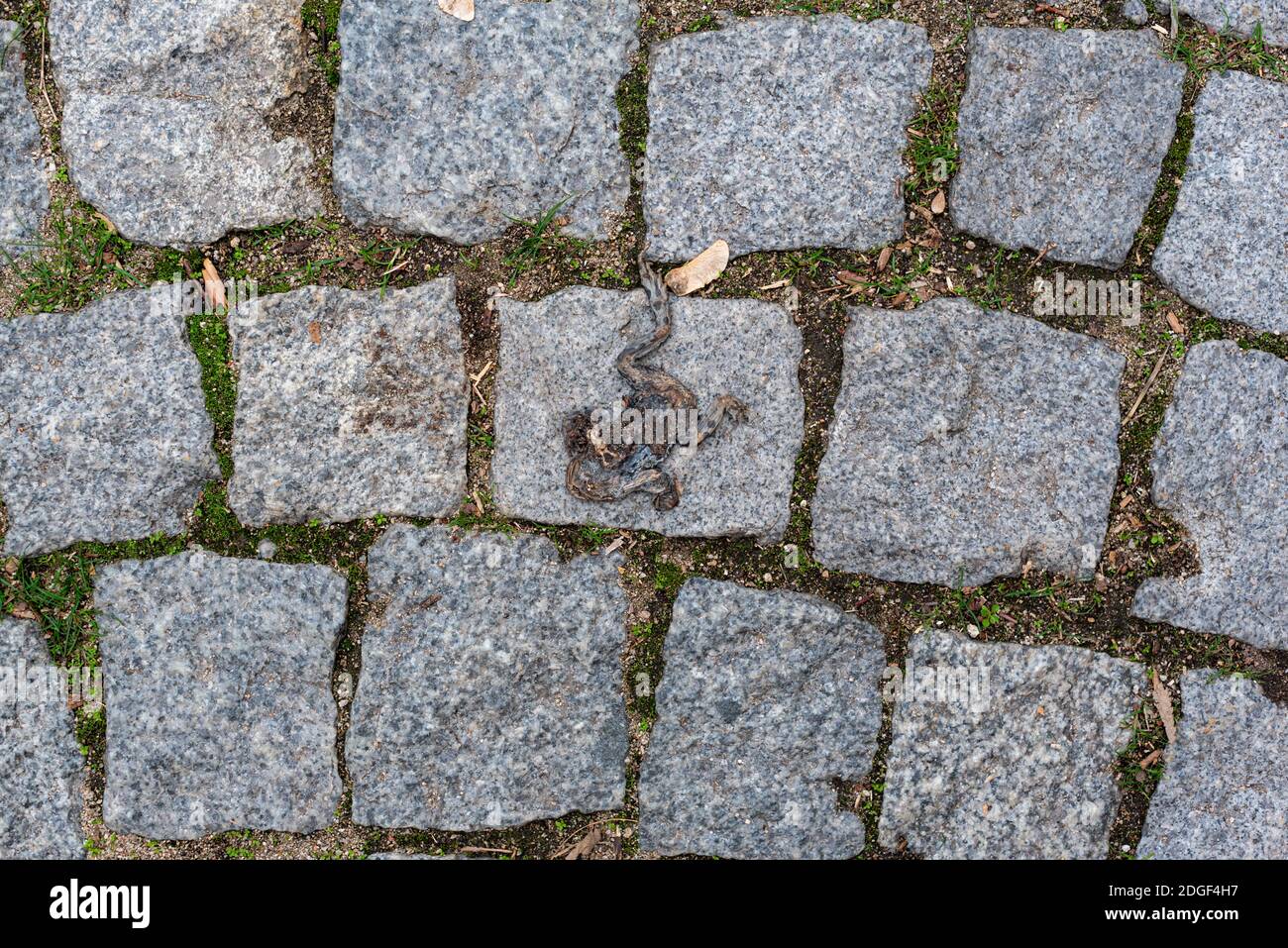 Frog crushed hi-res stock photography and images - Alamy