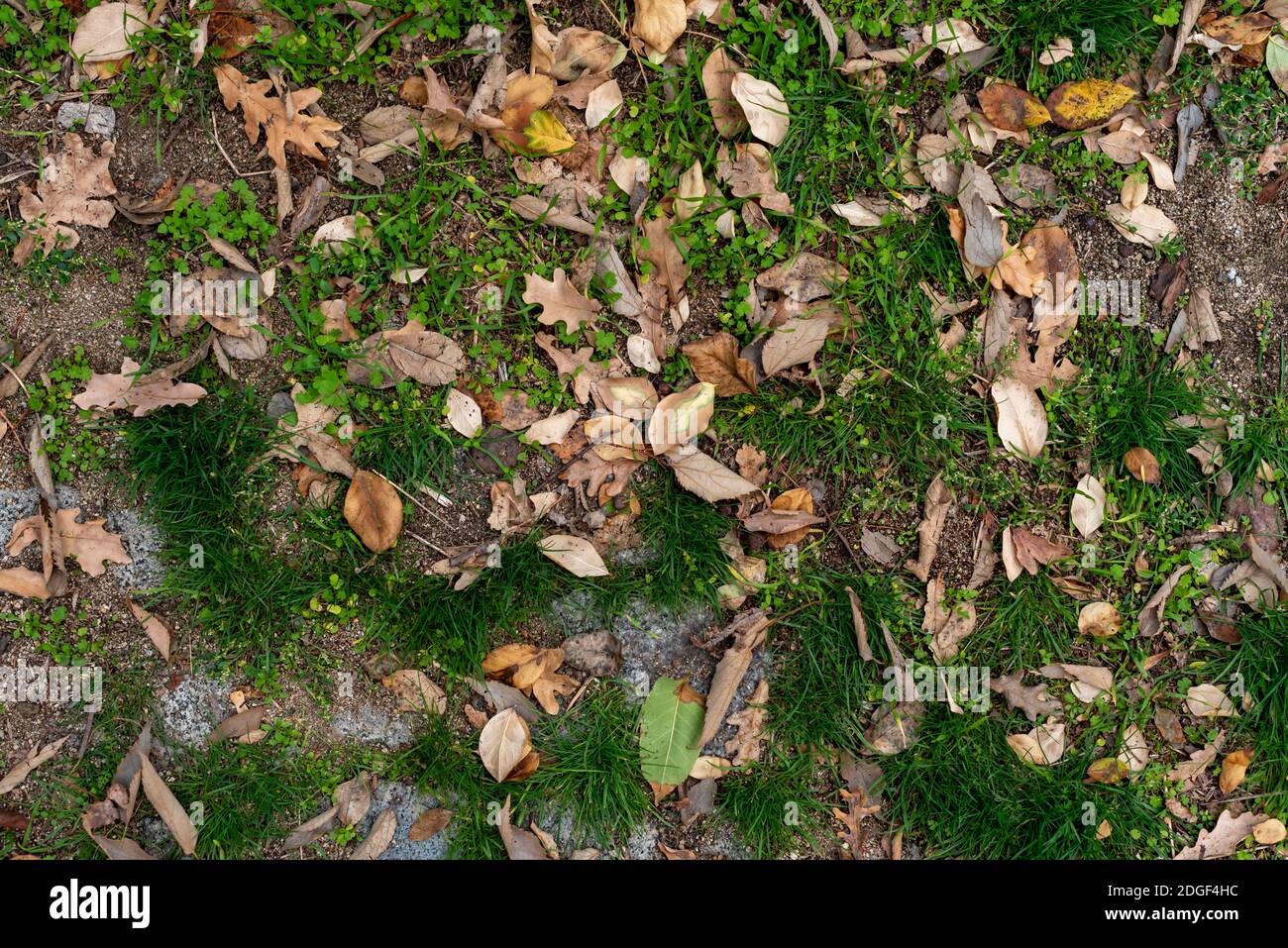 Pathway in peaceful nature park old pavement road covered in grass and ...